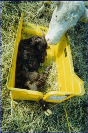 SUN-TAG SLED | Livestock Equipment | Calving Equipment