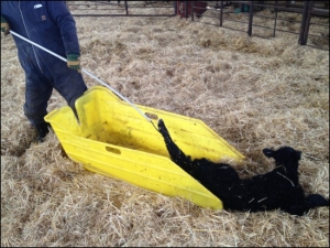 Ultimate Calf Sled | Calf Sleigh | Sun-Tag Sled